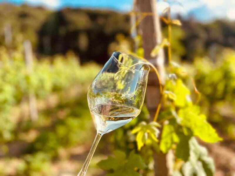 Vineyard Tour and Wine Tasting - A Taste of Liguria: Vineyard Tour and Wine Tasting Experience Review