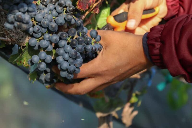 VINEYARD TOUR - Why It Offers Good Value