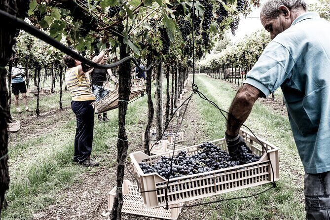 Vineyard Tour with Light Lunch in Valpolicella - Who Is This Tour Best For?