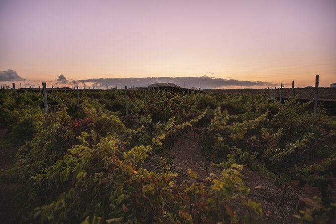 Vineyard tour with wine tasting and local products - Price and Value