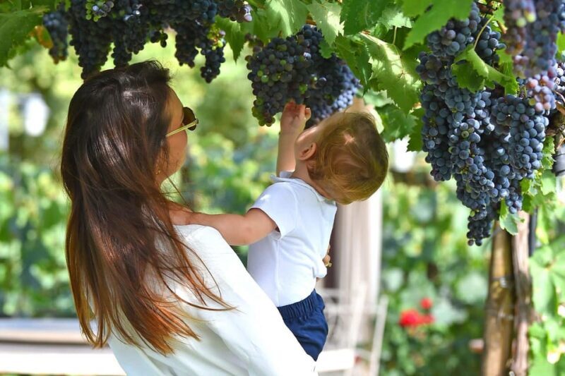 Vineyard Walk, Lunch or Dinner with Wine Tasting - The Highlights and Why They Matter
