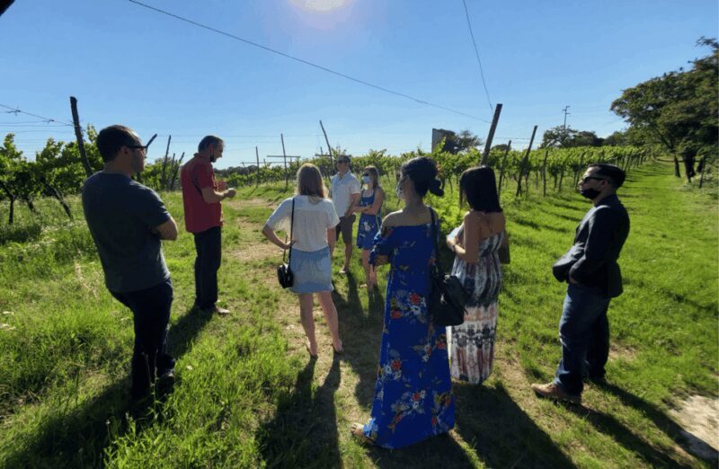 Vineyard Walk & Wine Tasting in the Berici Hills of Vicenza - Introduction