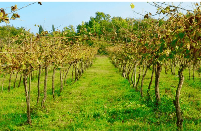Vineyard Walk & Wine Tasting in the Berici Hills of Vicenza - The Landscape and Atmosphere