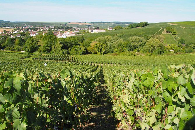 Vineyard Walking Tour & 5 Champagnes Tasting - An Honest Look at the Vineyard Walking Tour & Champagne Tasting Experience