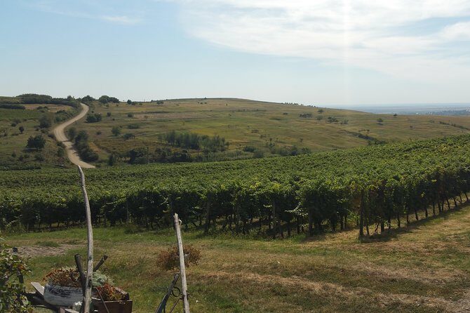 Vineyards and wine tasting experience - Key Points