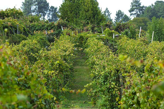 Vinho Verde Experience with 2 Wineries and Lunch - Stop 2: Authentic Regional Lunch in Monção
