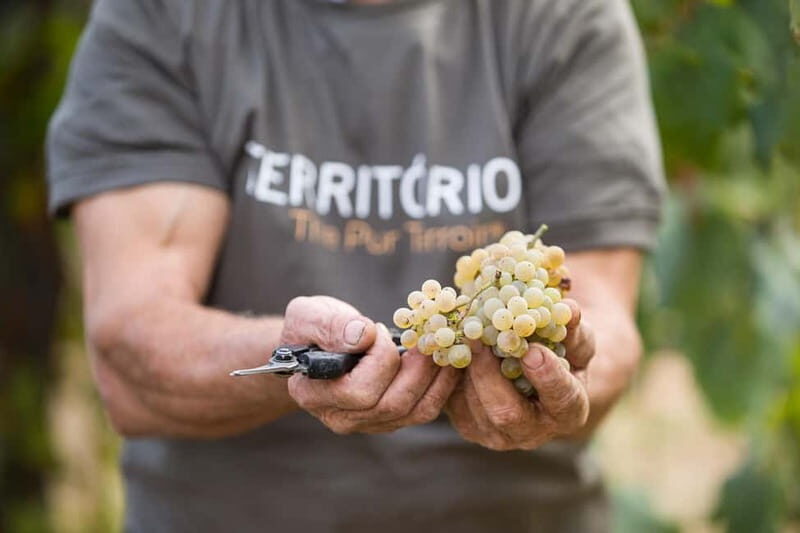 Vinho Verde: Private Wine Tasting w/ Tapas & Fortress Visit - What Travelers Say