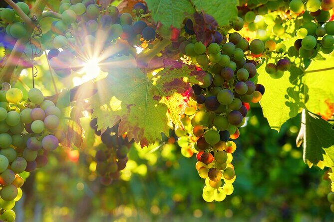 Vinho Verde Private Wine-Tour (All Inclusive) - Exploring the Vinho Verde Region in Style and Comfort