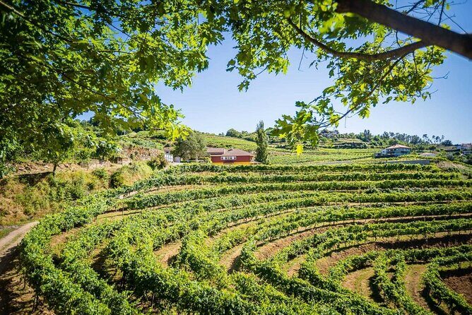 Vinho Verde Private Wine-Tour (All Inclusive) - Authenticity and Review Highlights