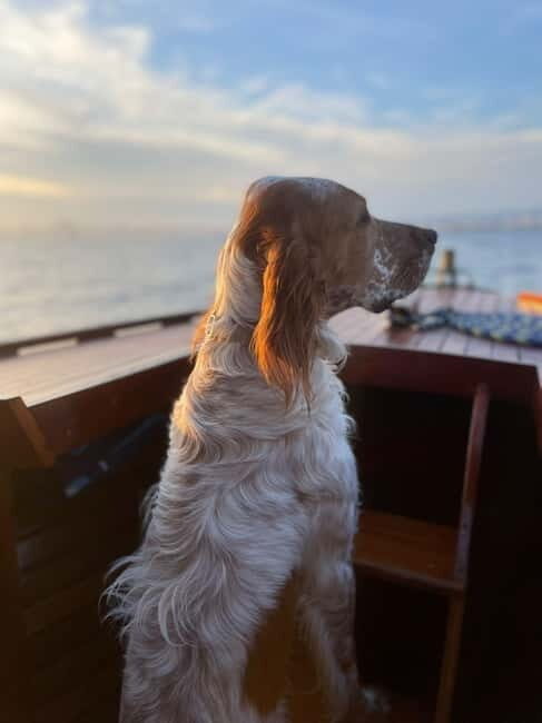 Vintage boat tour of Marseille for couples (5h) - Frequently Asked Questions