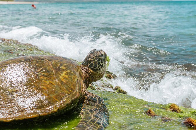 Vintage VW Turtle Tour on the North Shore - The Itinerary: Focused, but Not Overloaded