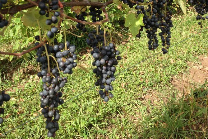 Vintage Wine Tour In Niagara County USA - Key Points