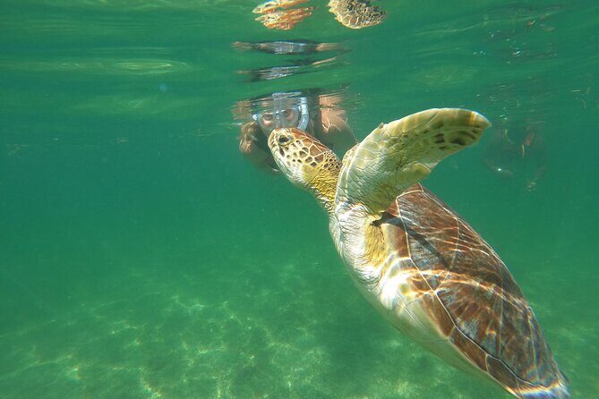 VIP Cenotes & Turtles Private Tour - How the Tour Works: Practical Details and Highlights