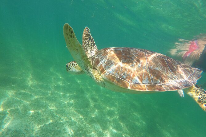 VIP Cenotes & Turtles Private Tour - Frequently Asked Questions