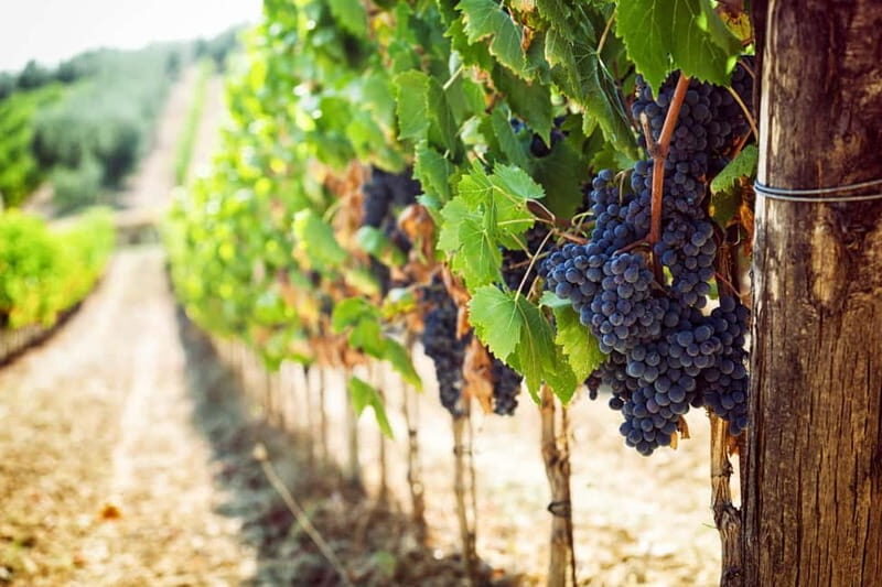 VIP Experience Verona, Wine-tasting & Bardolino from Verona - A Well-Rounded, Authentic Day for Connoisseurs and Curious Travelers