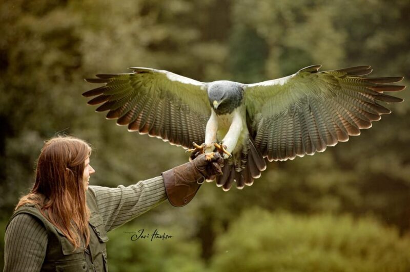 VIP falconry taster session - Discover the Fascinating World of Birds of Prey with a VIP Falconry Taster Session