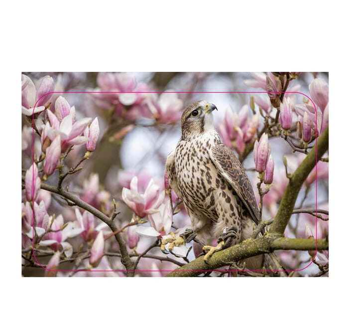 VIP falconry taster session - Setting the Scene: What to Expect from the Falconry Taster Session