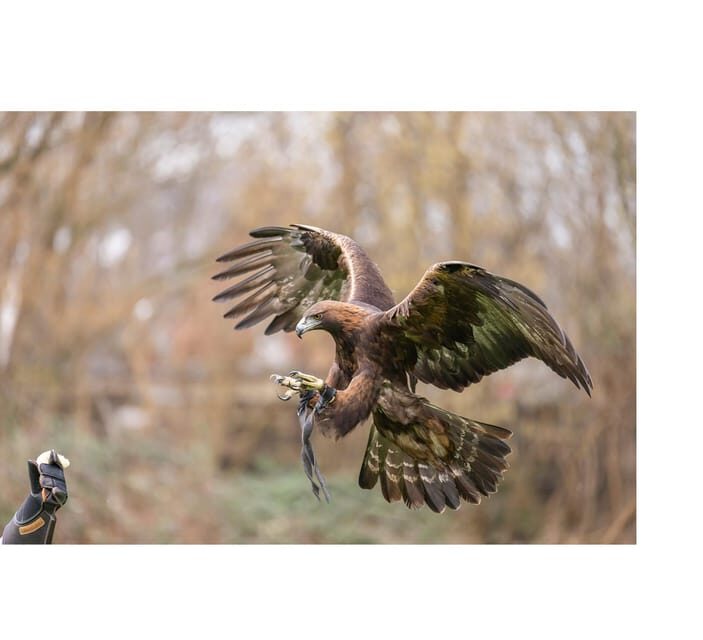 VIP falconry taster session - Frequently Asked Questions