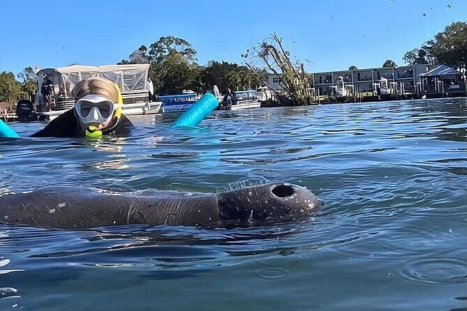 VIP Guided Swim with Manatee Tour Crystal River FL Free Photos - Who Will Love This Tour?