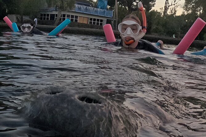 VIP Guided Swim with Manatee Tour Crystal River FL Free Photos - The Sum Up: An Experience Worth Booking