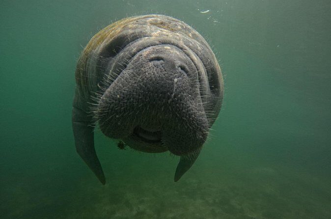 VIP Guided Swim with Manatee Tour Crystal River FL Free Photos - FAQ