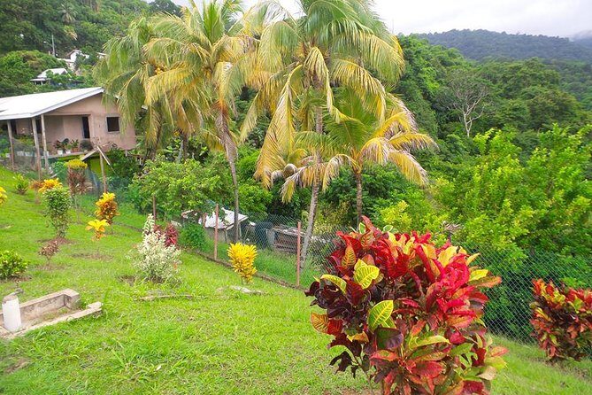 VIP Inclusive Private Tour of Island (Lunch, Drinks + Snorkeling) - The Sum Up