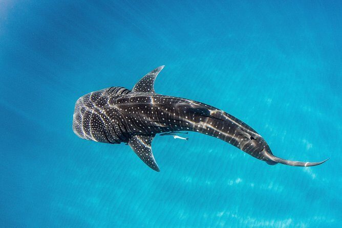VIP luxury chartered escapes, exploring the reef at your own pace - An In-Depth Look at the Experience