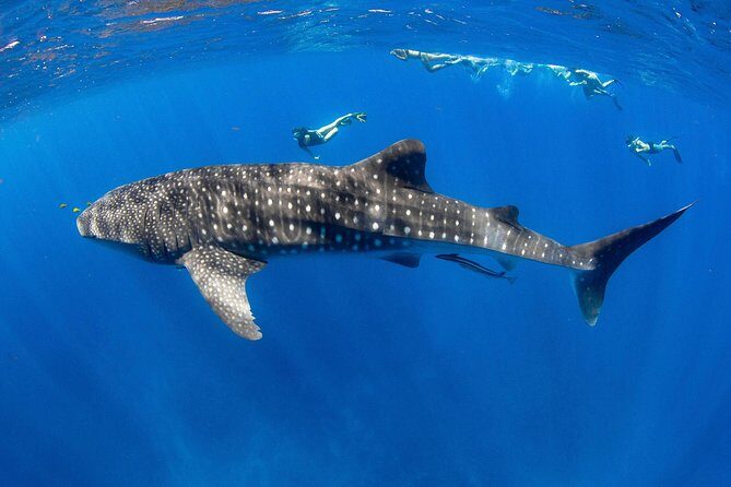 VIP luxury chartered escapes, exploring the reef at your own pace - Practical Details and Tips
