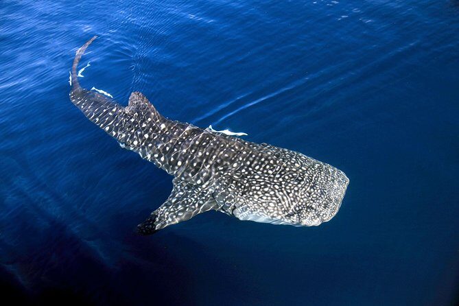 VIP luxury chartered escapes, exploring the reef at your own pace - Who It’s Best For