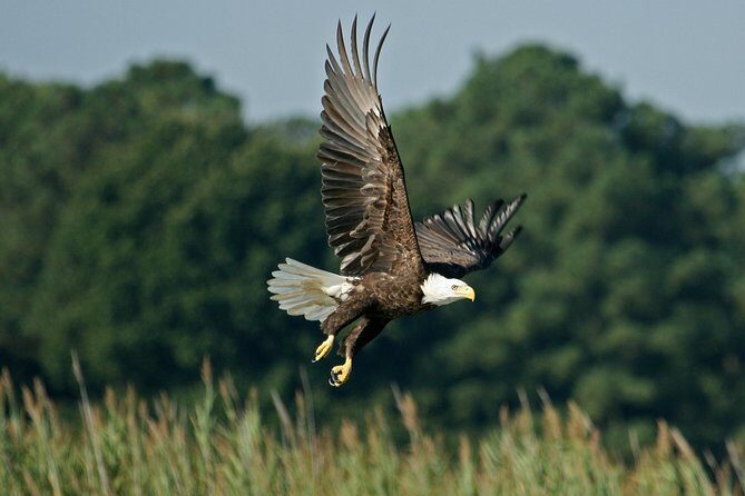 VIP Private Airboat Tour near Orlando - What to Expect from the Airboat Ride