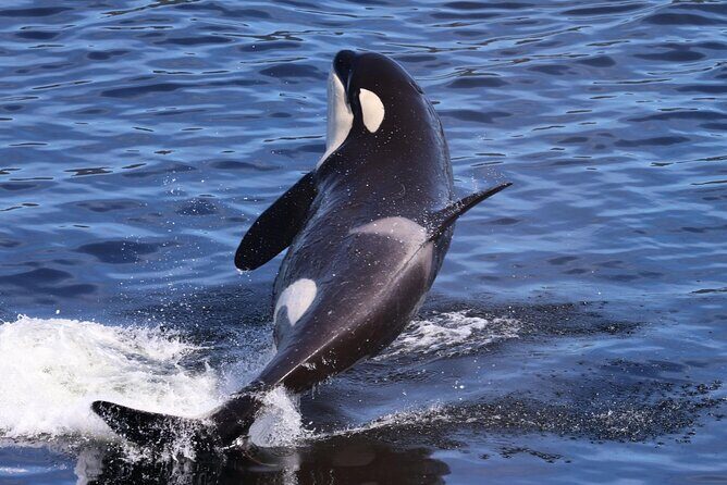 VIP Private Alaska Native Excursion (Cultural, Scenic Experience) - What the Price Represents