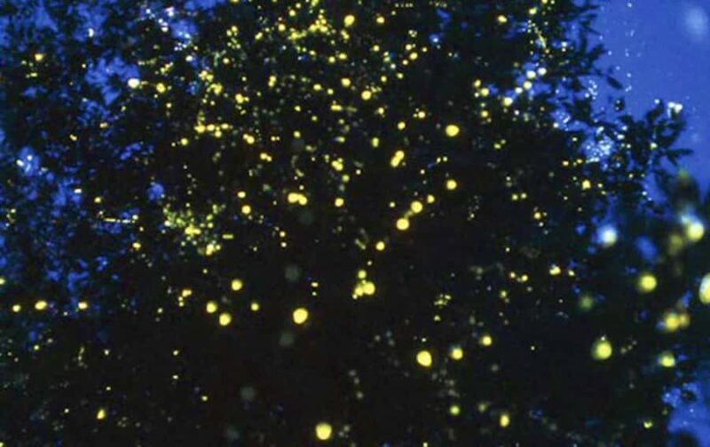 VIP Private Group Tour to the Iconic Thailand's Markets - The Sum Up