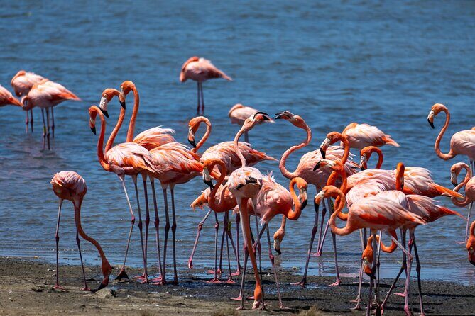 VIP Private Island & Snorkeling Tour  South Bonaire - Authentic Insights from Past Travelers