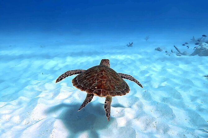 VIP Private Island & Snorkeling Tour  South Bonaire - The Sum Up: Who Will Love This Tour?