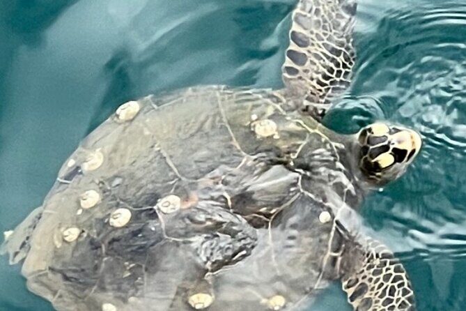 VIP Private Limousine Tour: Scenic Oahu Island Sites - FAQs