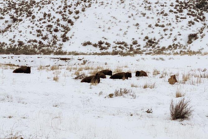 VIP Private North Yellowstone National Park Winter Excursion - The Itinerary: What You’ll See and Why It Matters