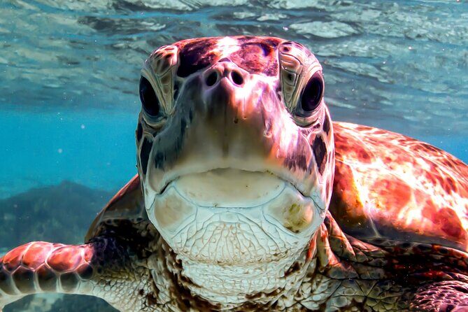 VIP Private Snorkeling Tour with Underwater Photos - Who Will Love This Tour?