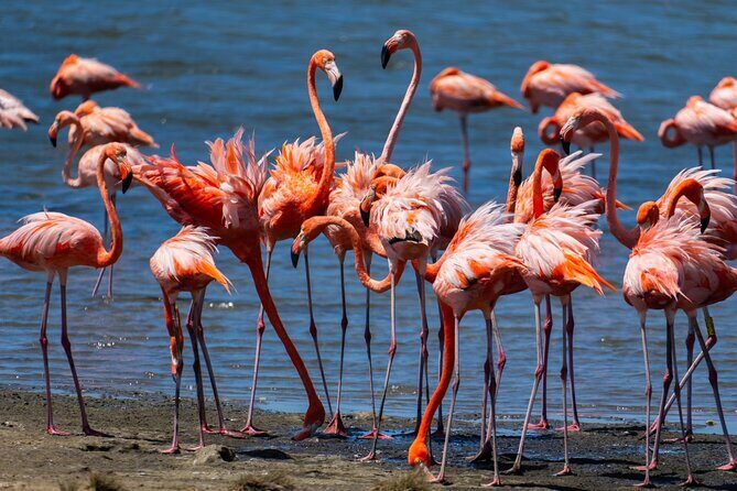 VIP Private South Island Tour - FAQ