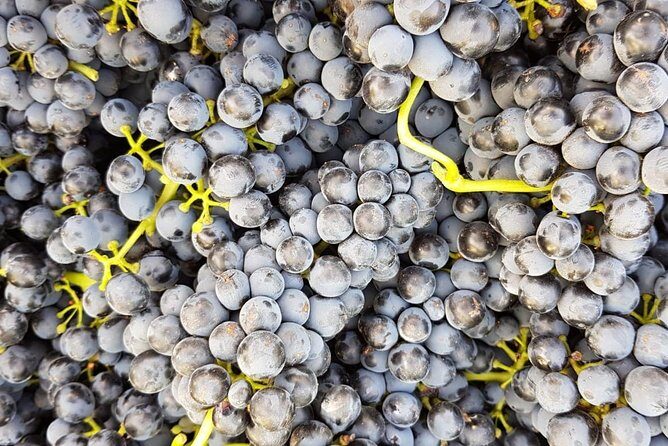 VIP Ronda Wine Tour and Tasting and Gourmet Lunch Experience with Winemaker - Introduction: What to Expect from the VIP Ronda Wine Tour