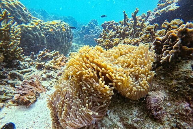 VIP Samui to Nangyuan and TAO adventures Island Tour - The Sum Up