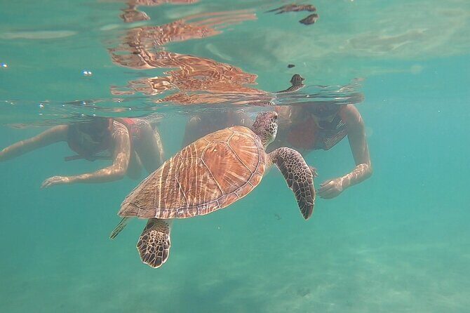 VIP San Juan: Snorkeling Tour with Turtles with Free Videos - Guides and Service Quality