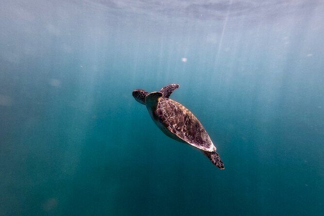 VIP San Juan: Snorkeling Tour with Turtles with Free Videos - Who Will Love This Tour?
