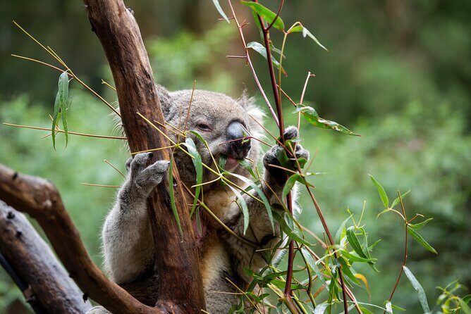 VIP Sanctuary Tour at Healesville Sanctuary - excl. entry - Transportation and Practical Considerations