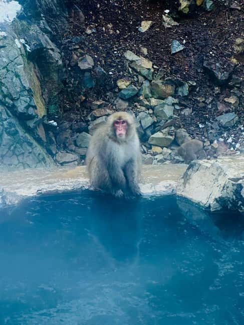 VIP Snow Monkey Park & Zenkoji Temple One Day Private Tour - The Experience at a Glance: What You Can Expect
