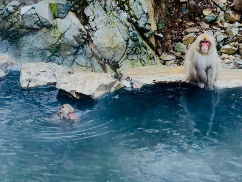 VIP Snow Monkey Park & Zenkoji Temple One Day Private Tour - Returning to Tokyo