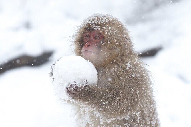 VIP Snow Monkeys Park Customized Private One Day Tour - Introduction