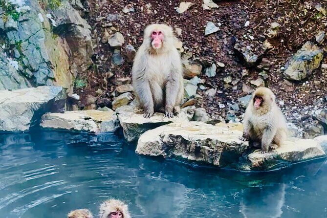 VIP Snow Monkeys Park Customized Private One Day Tour - An Overview of the Tour Experience