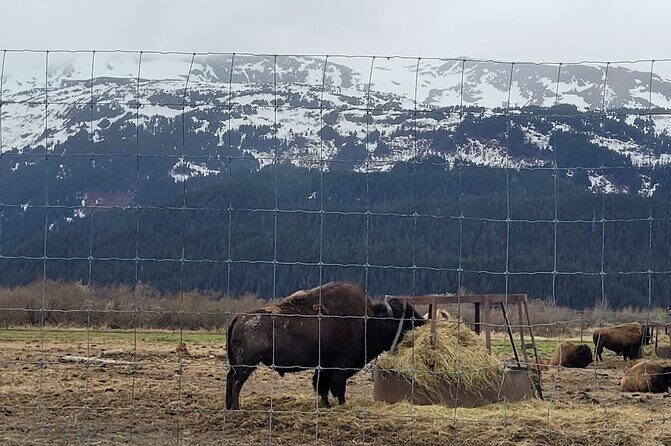 VIP Tour from Anchorage to Alaska Wildlife Conservation Center - Key Points
