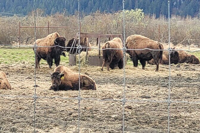 VIP Tour from Anchorage to Alaska Wildlife Conservation Center - Transportation and Practical Details
