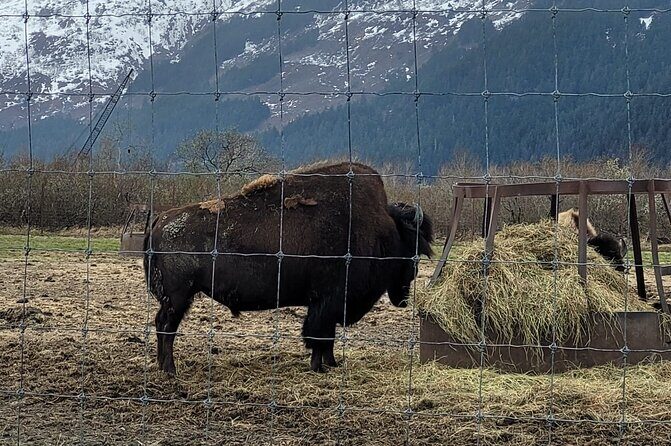 VIP Tour from Anchorage to Alaska Wildlife Conservation Center - Authentic Testimonials